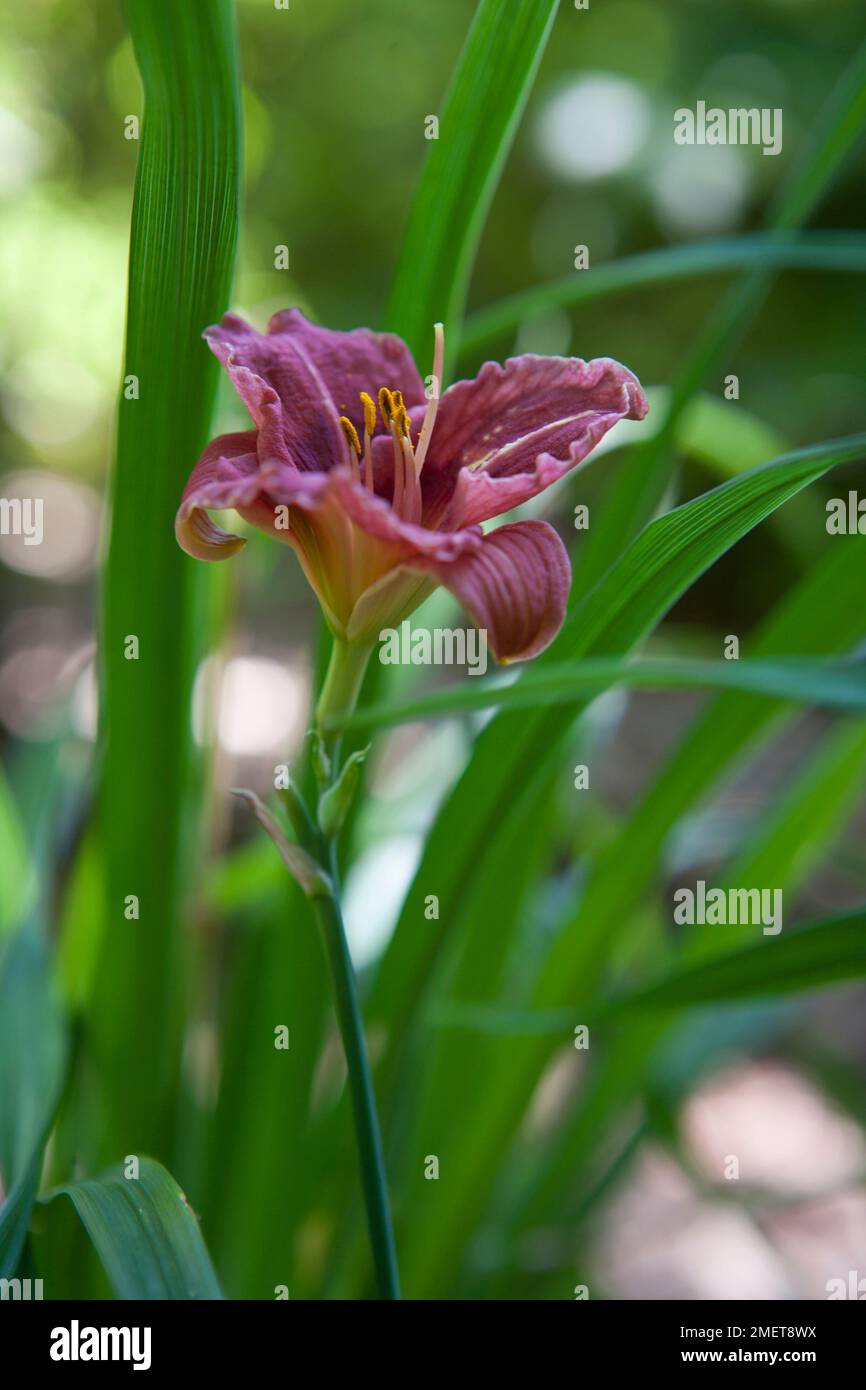Hemerocallis 'Little Maggie' Stock Photo - Alamy
