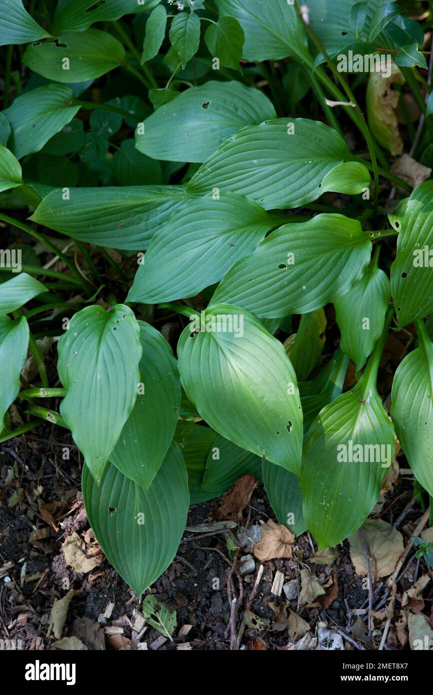 Hosta undulata var erromena Stock Photo - Alamy