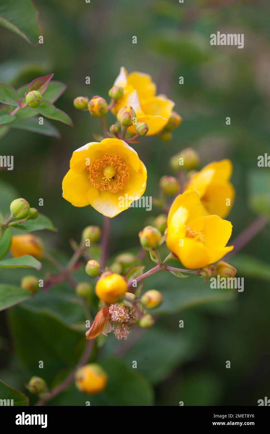 Hypericum bellum hi-res stock photography and images - Alamy