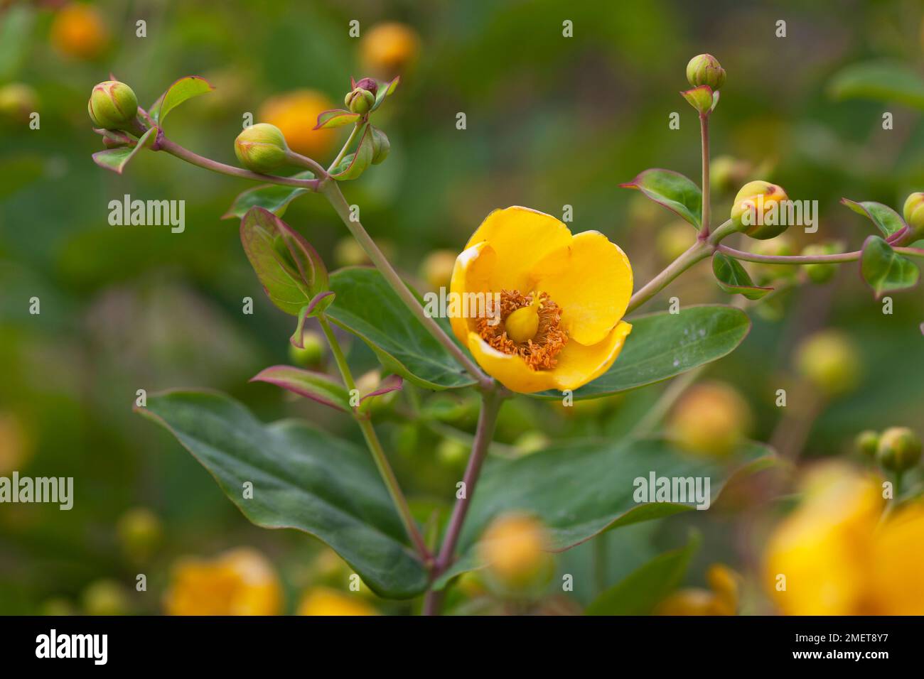 Hypericum bellum hi-res stock photography and images - Alamy