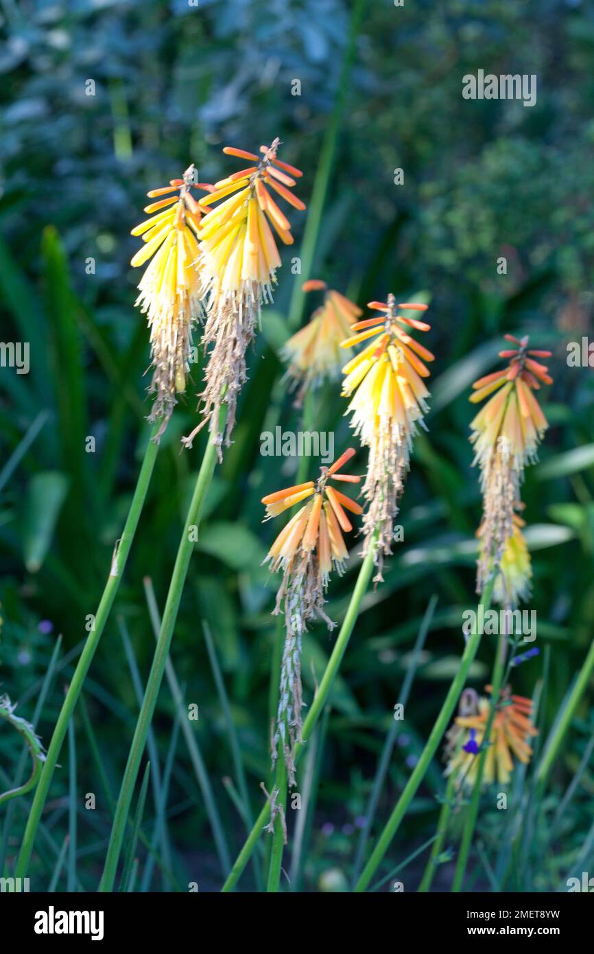 Goldelse vertical hi-res stock photography and images - Alamy