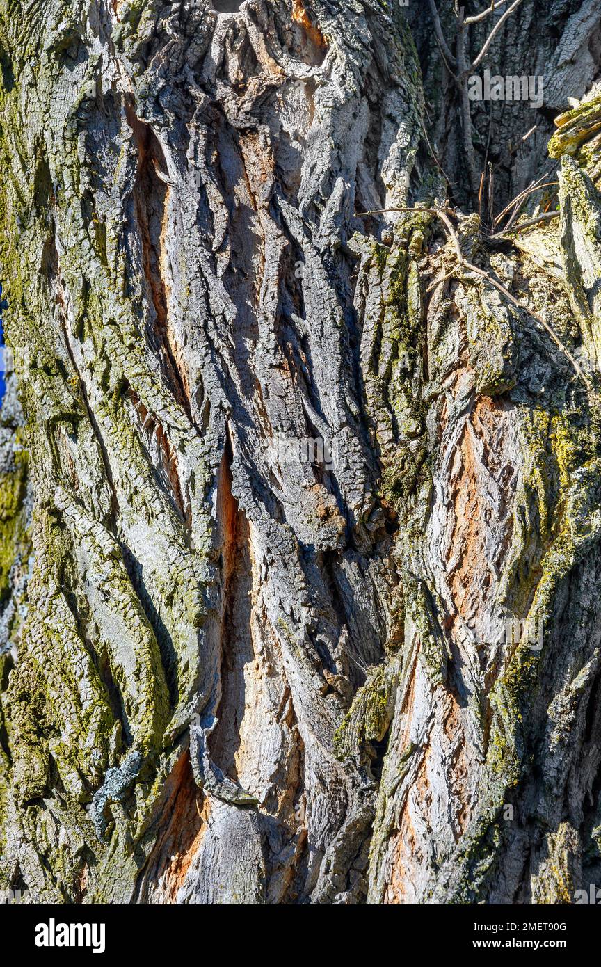 Bark, common robinia (Robinia pseudoacacia), Allgaeu, Bavaria, Germany ...