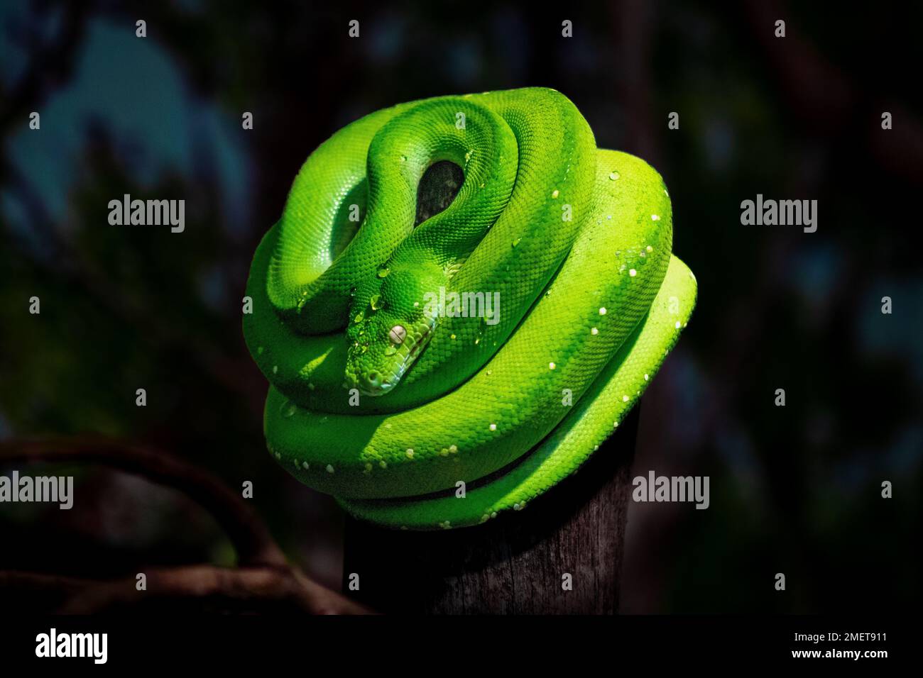 A closeup shot of a bright green wet python on a wooden pole Stock ...