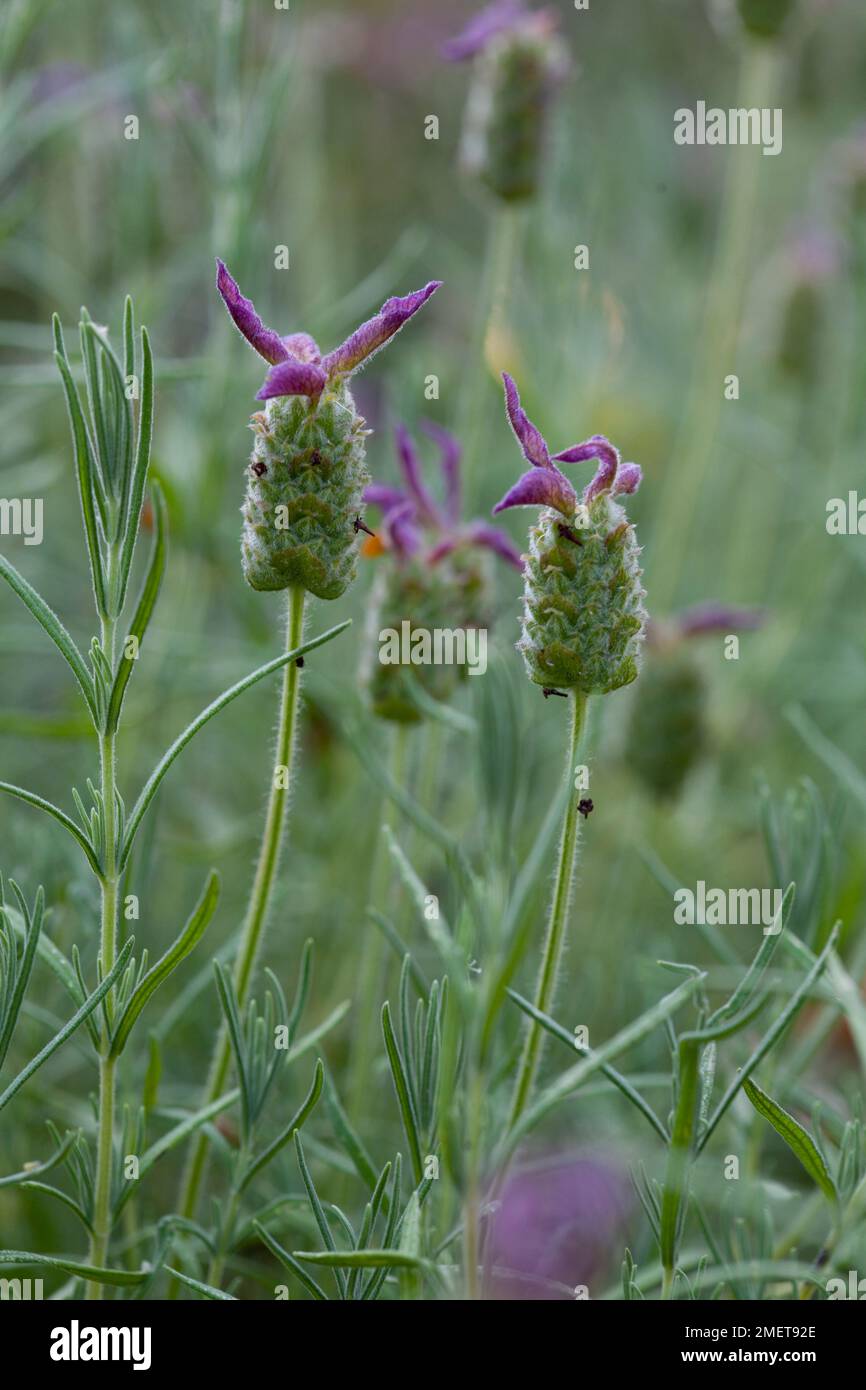 Lavandula angustifolia 'Miss Katherine' Stock Photo - Alamy
