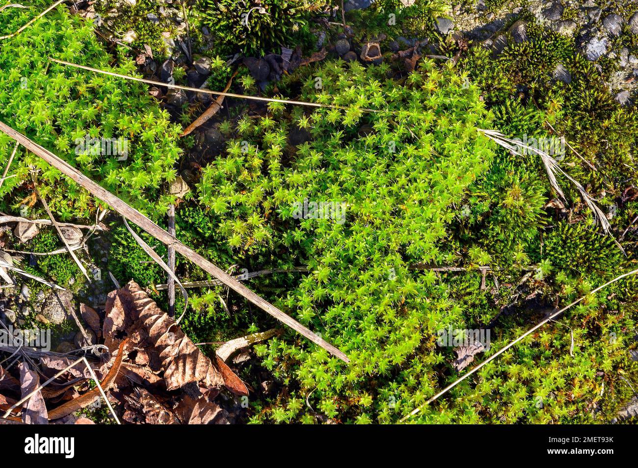 Various moss species and autumn leaves, Allgaeu, Bavaria, Germany Stock ...
