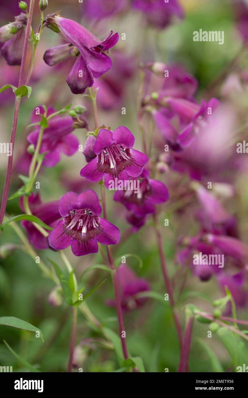 Penstemon ‘pensham plum jerkum’ hi-res stock photography and images - Alamy
