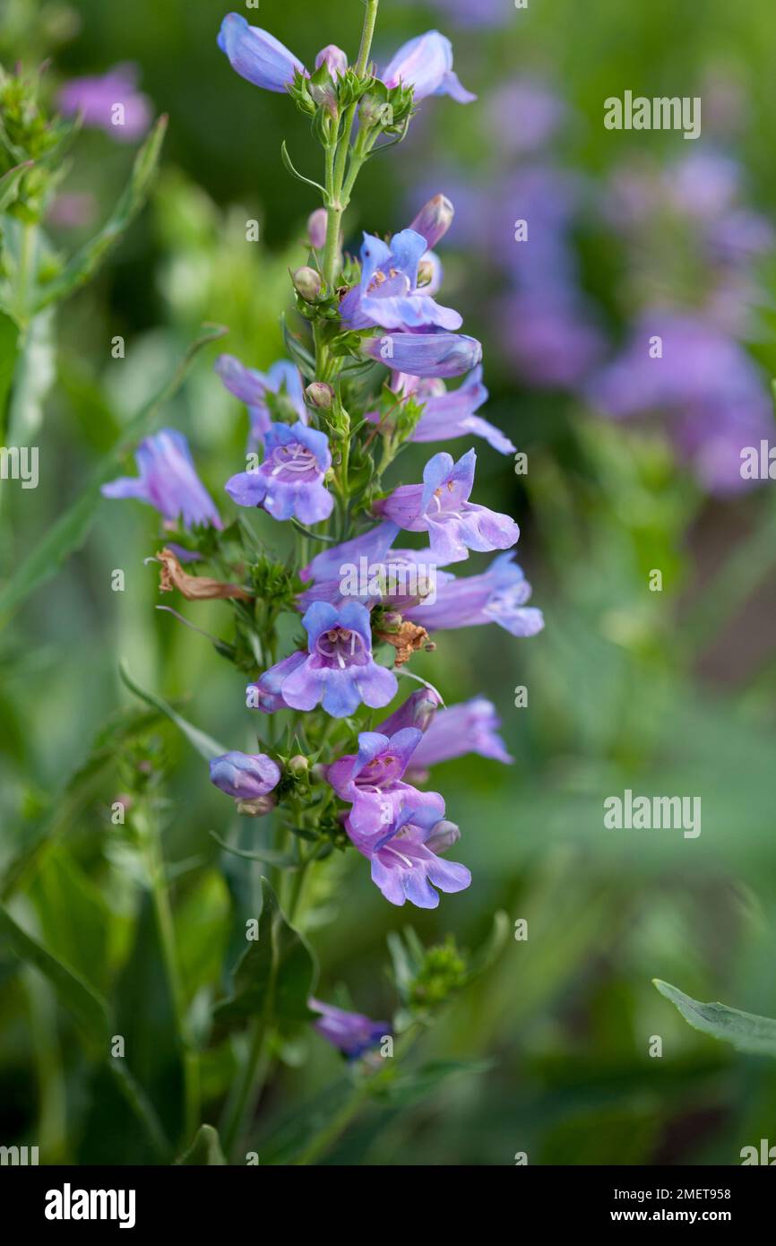 Penstemon heterophyllis 'Heavenly Blue' Stock Photo - Alamy