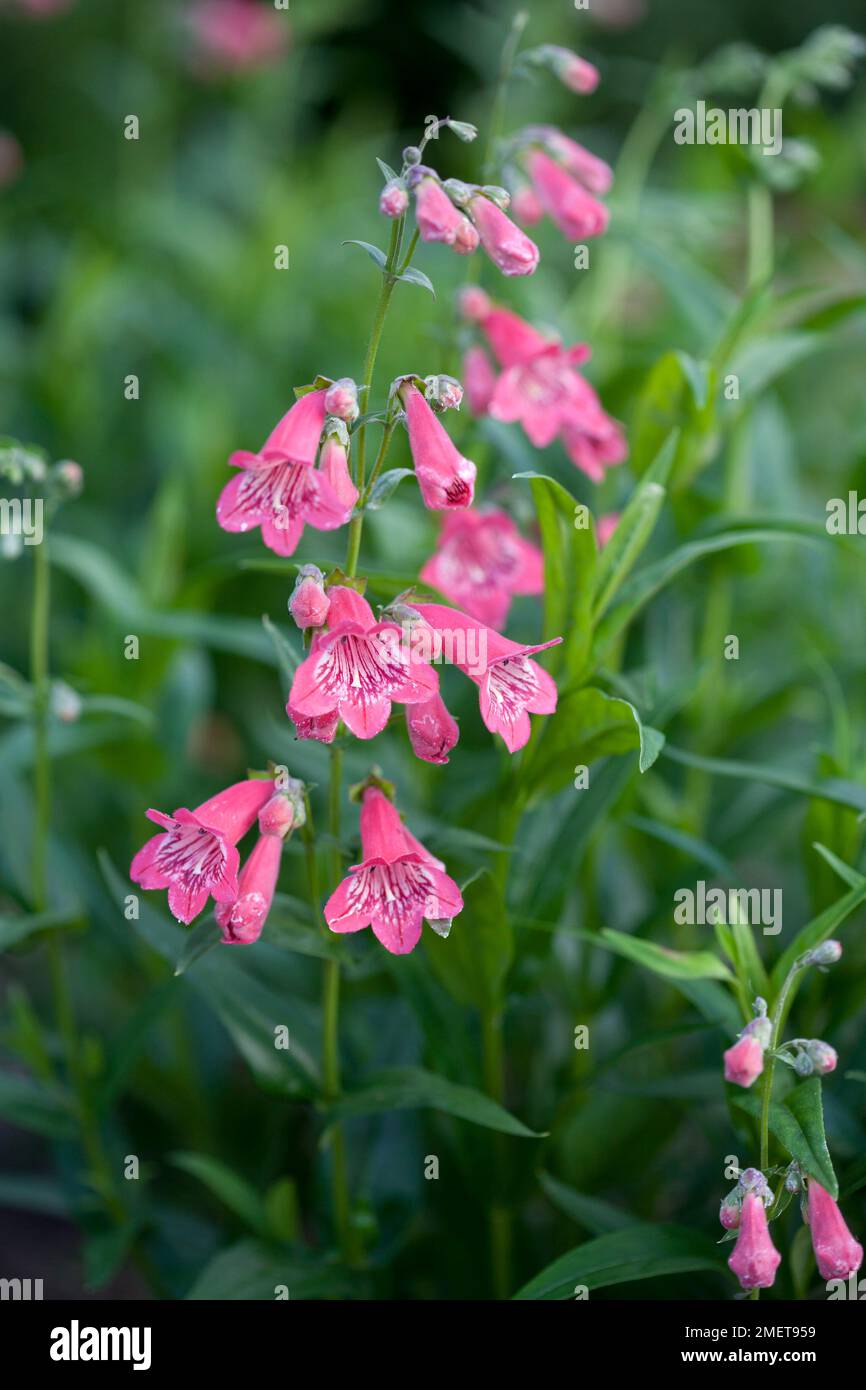 Penstemon 'Pensham Tiger Belle Rose' Stock Photo - Alamy