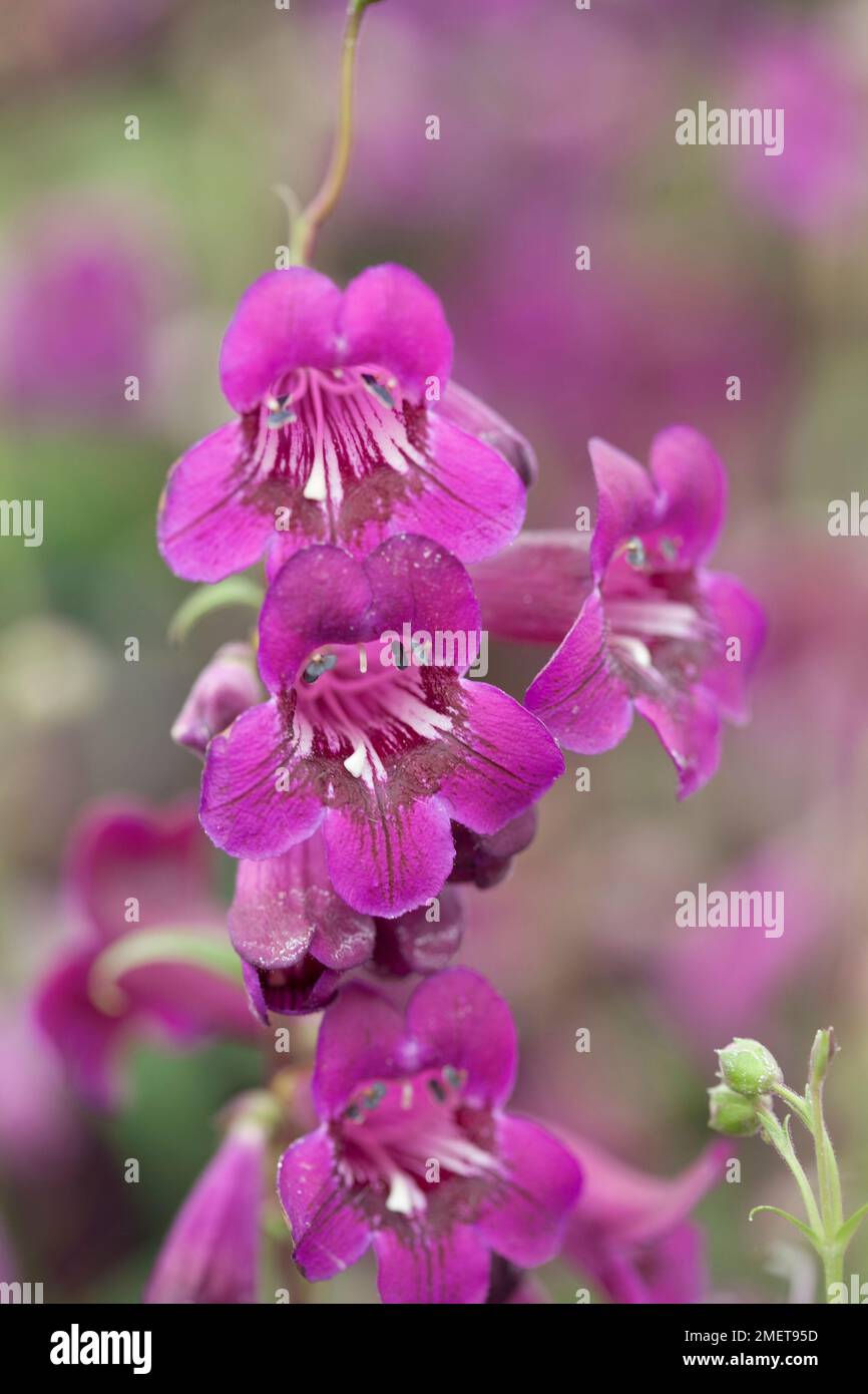 Penstemon 'Pensham Plum Jerkum' Stock Photo - Alamy