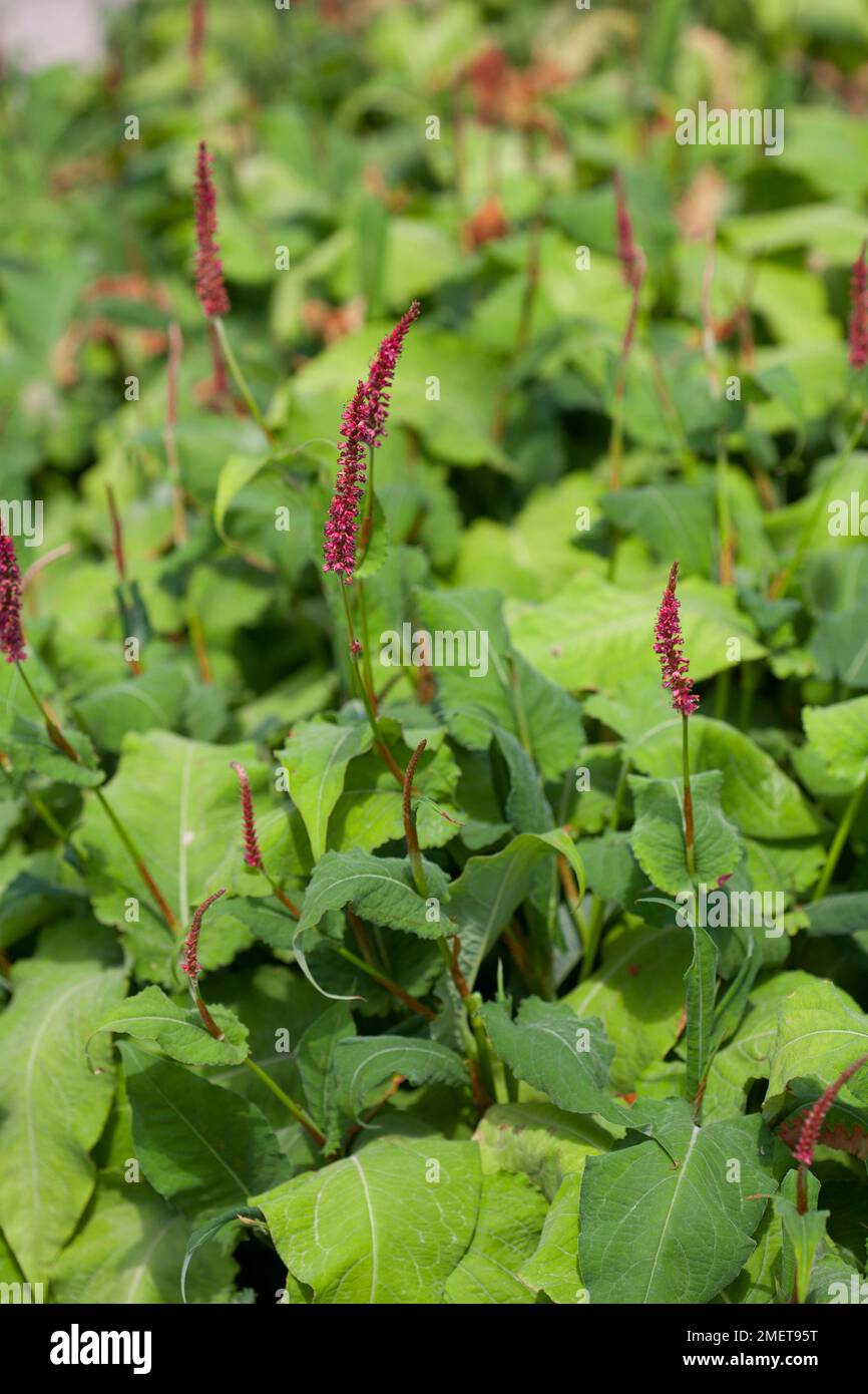 Persicaria amplexicaulis 'Firetail' Stock Photo - Alamy