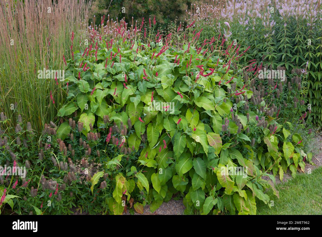 Persicaria amplexicaulis 'Firedance' Stock Photo - Alamy
