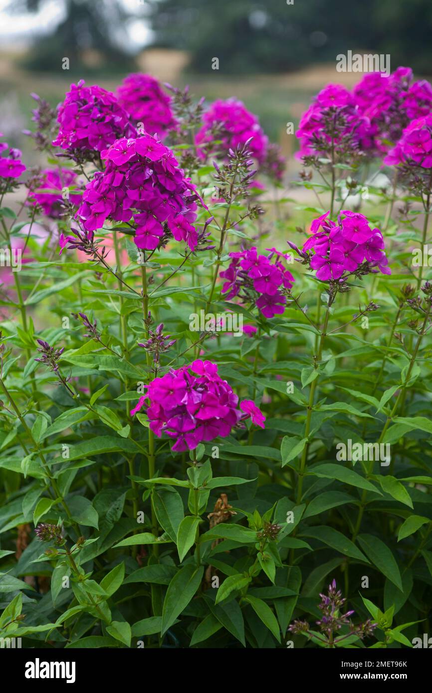 Phlox paniculata 'Blue Boy' Stock Photo - Alamy