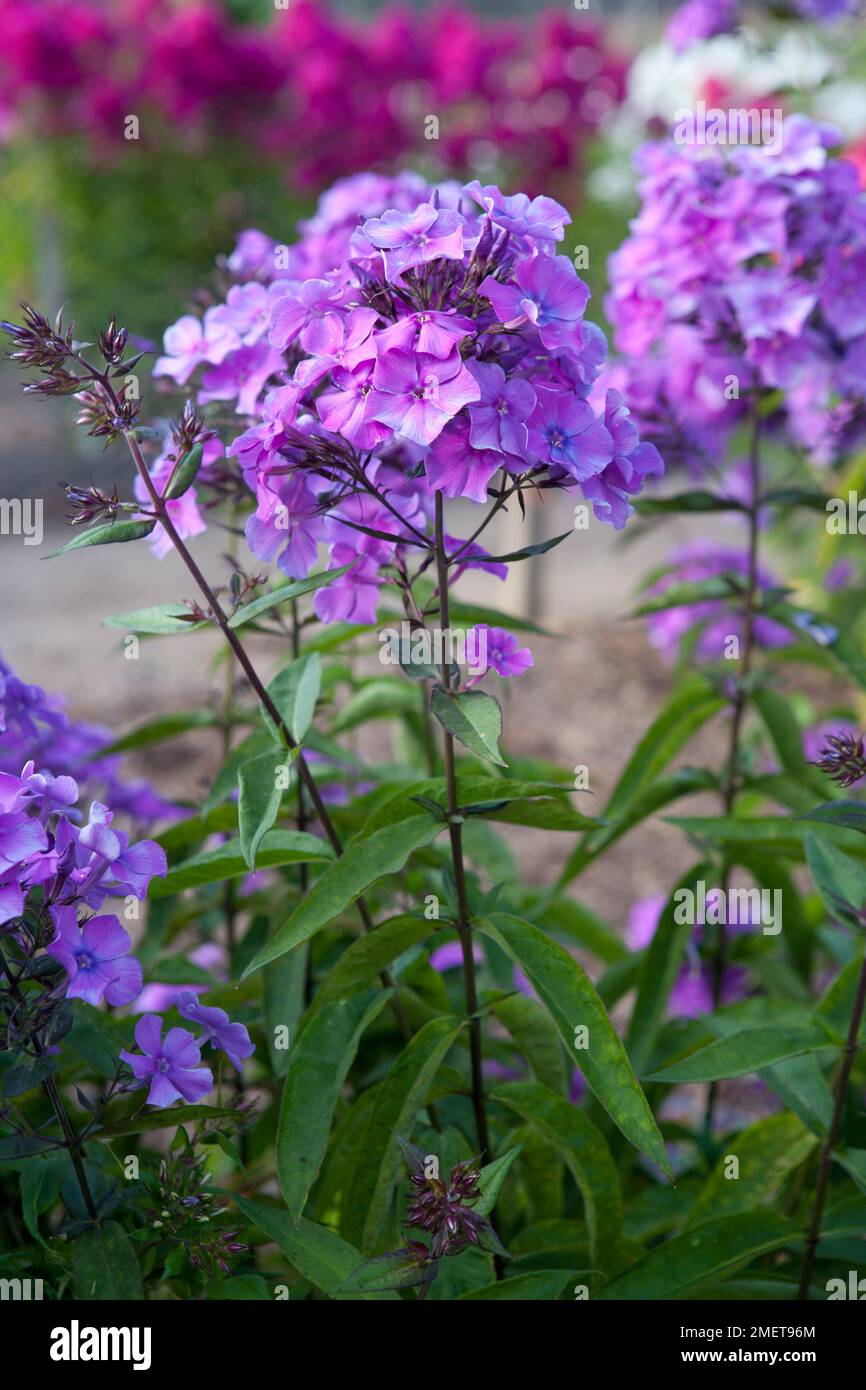 Phlox paniculata 'Blue Paradise' Stock Photo - Alamy