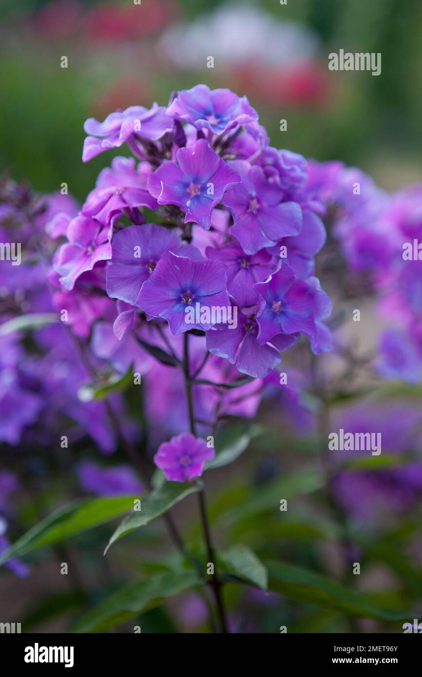 Phlox paniculata 'Blue Paradise' Stock Photo - Alamy