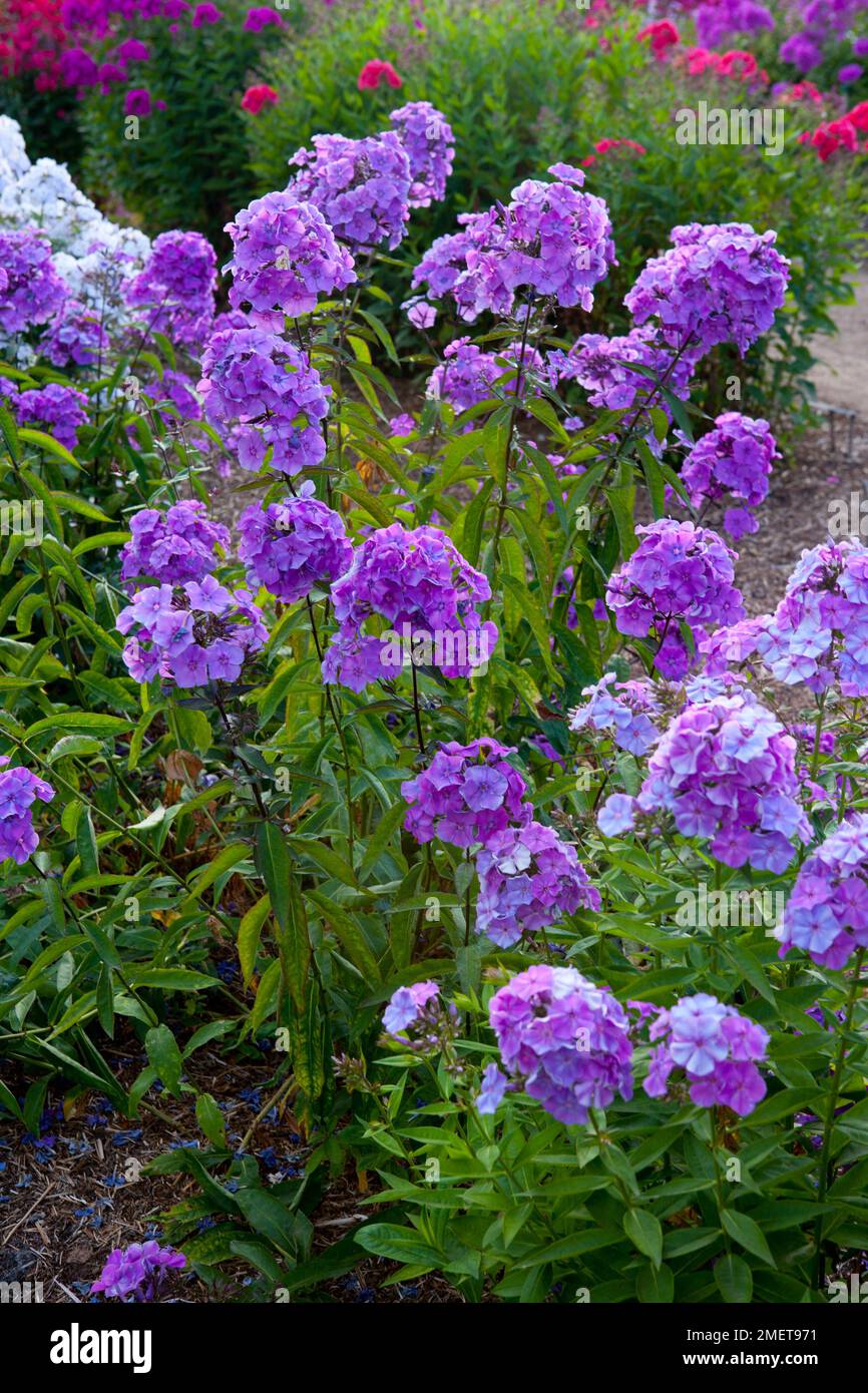 Phlox paniculata 'Blue Paradise' Stock Photo - Alamy
