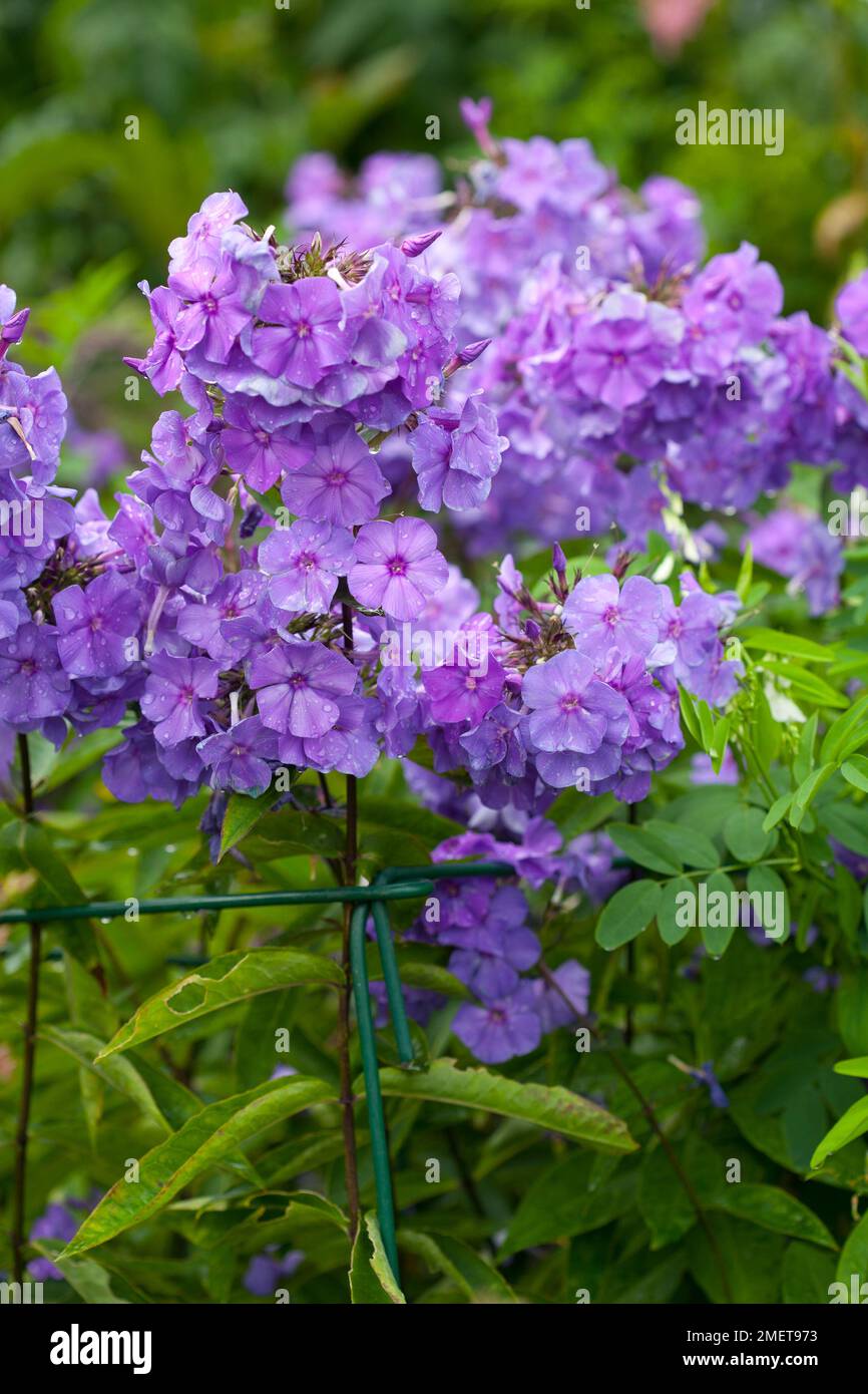 Phlox paniculata 'Blue Paradise' Stock Photo - Alamy