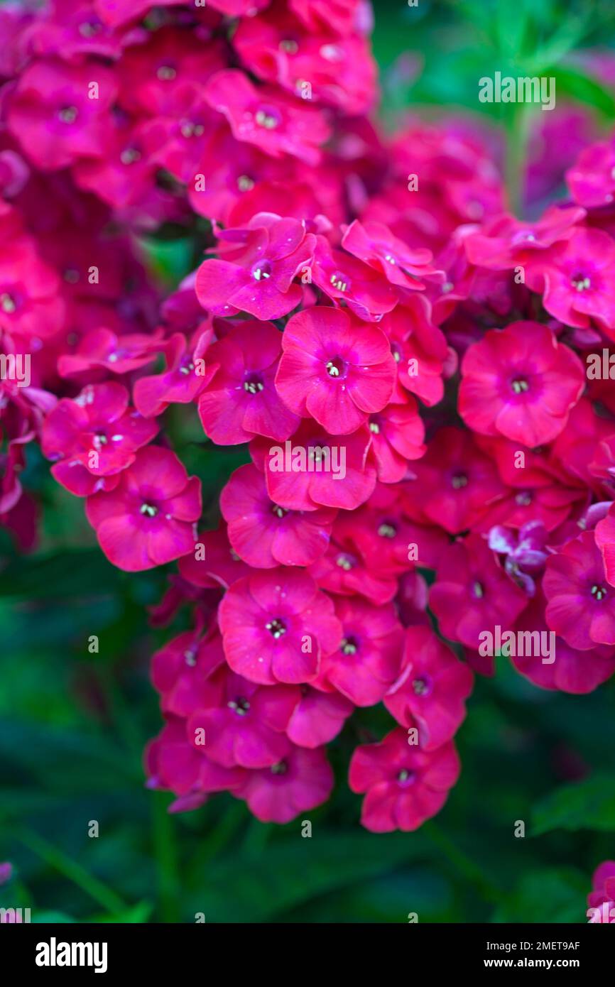 Phlox paniculata 'Red Flame' Stock Photo - Alamy