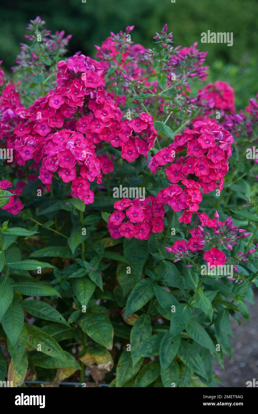 Phlox paniculata 'Red Flame' Stock Photo - Alamy