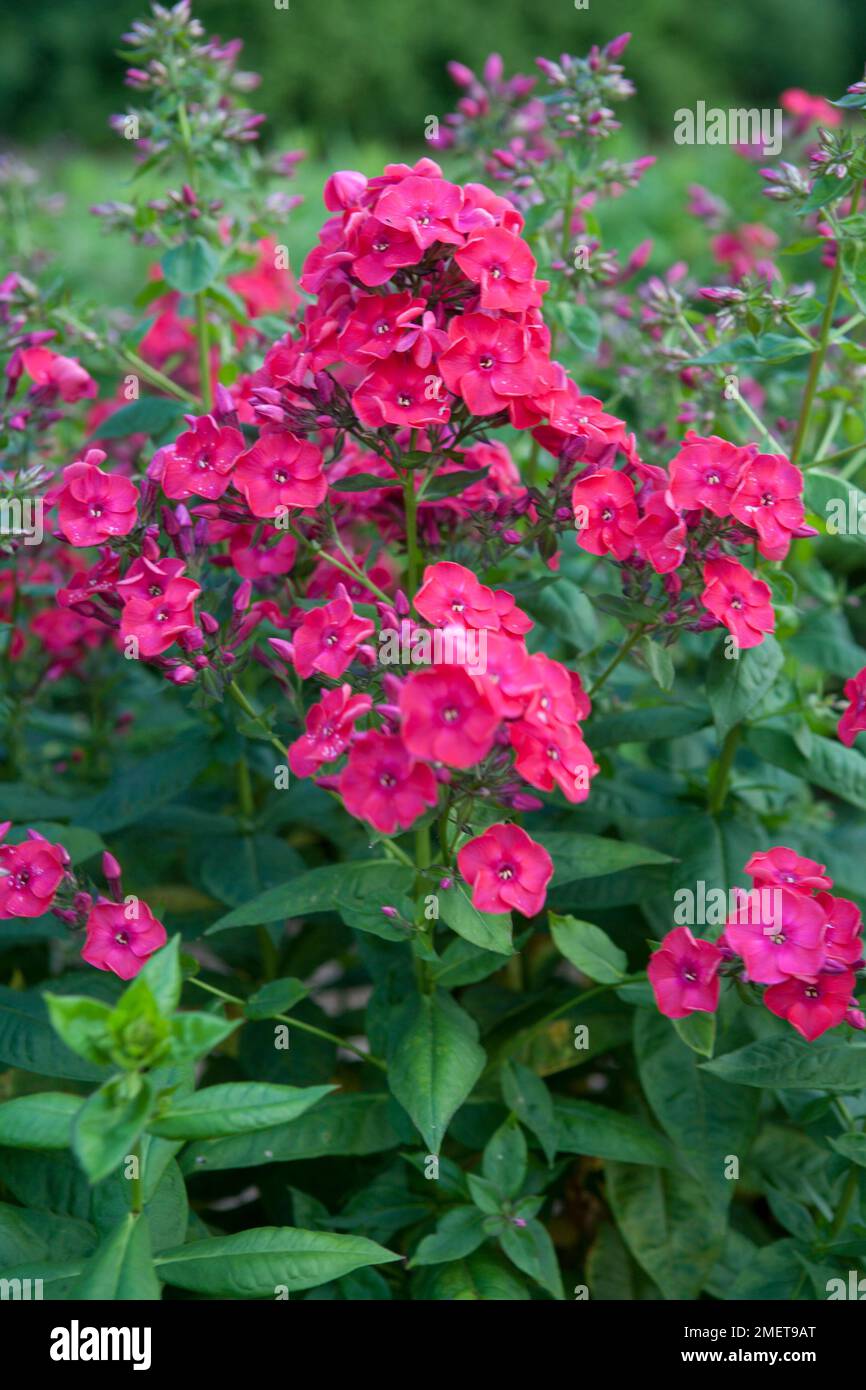 Phlox paniculata 'Red Flame' Stock Photo - Alamy