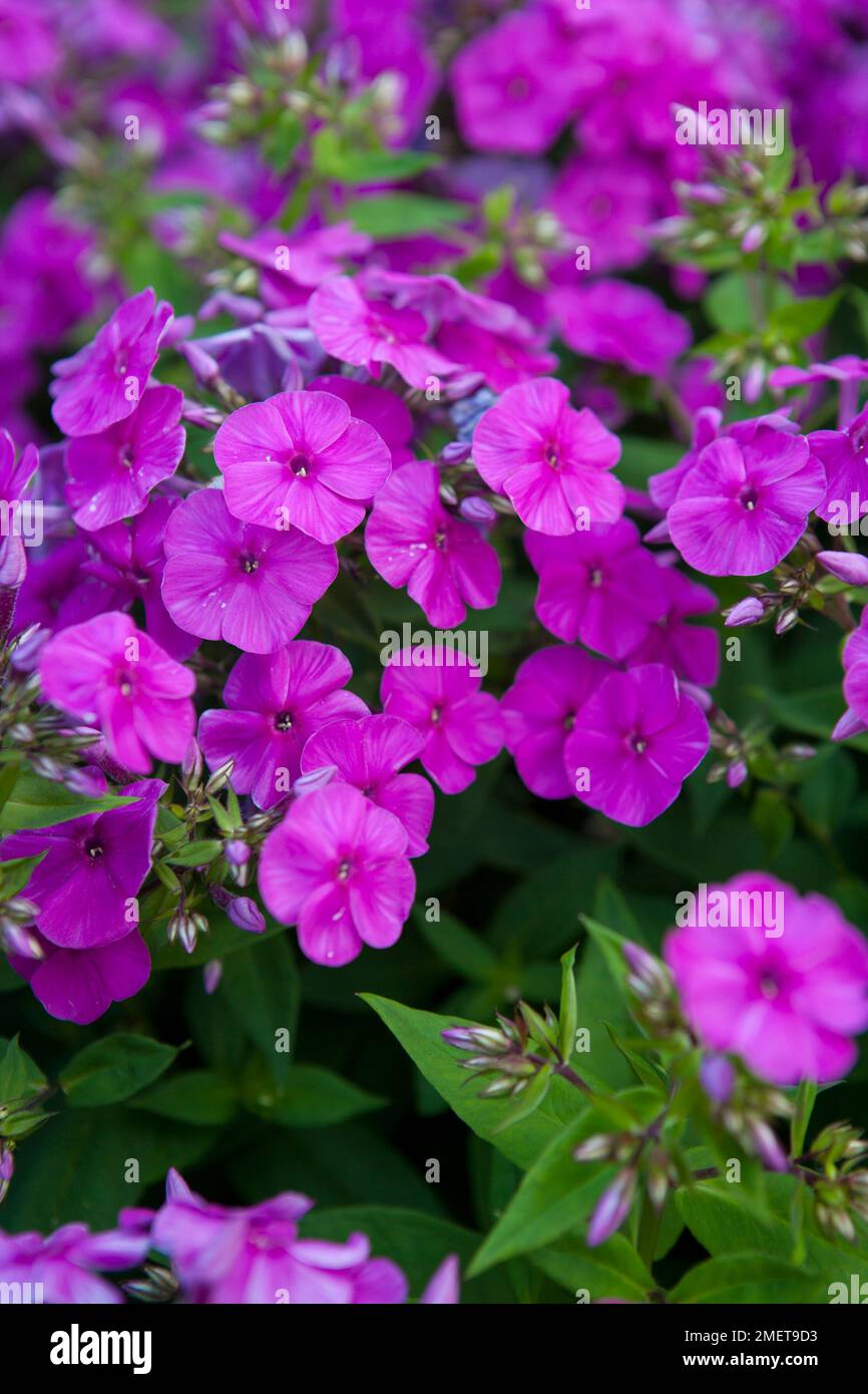 Phlox paniculata Purple Eye Flame ('Barthirtythree' Stock Photo - Alamy