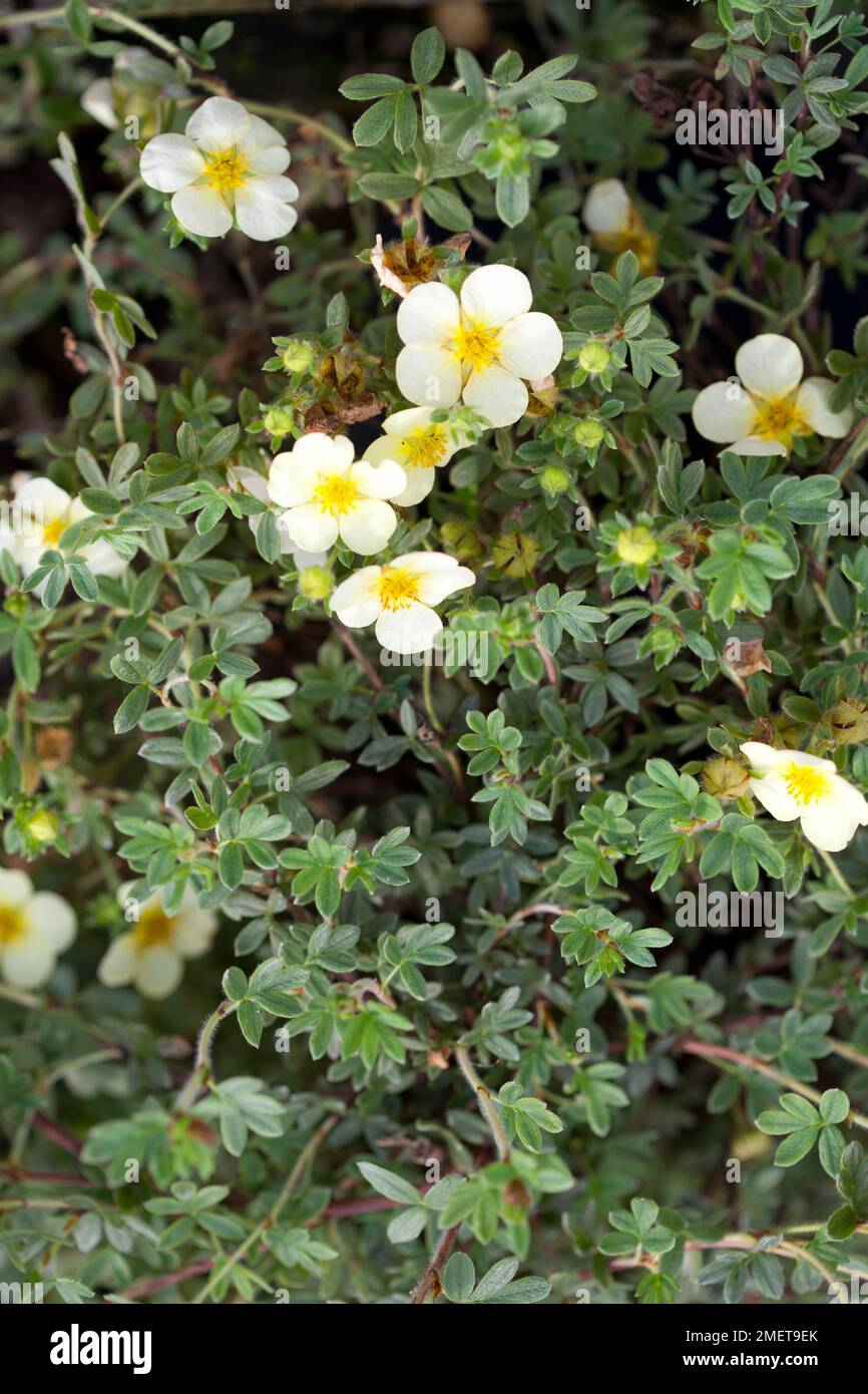 Potentilla fruticosa 'Primrose Beauty' Stock Photo - Alamy