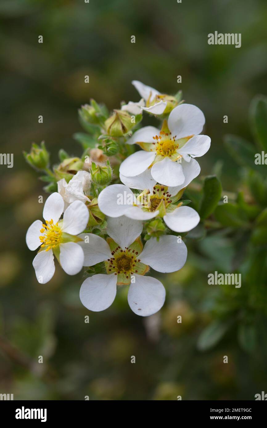 Potentilla fruticosa (Shrubby Cinquefoil Stock Photo - Alamy