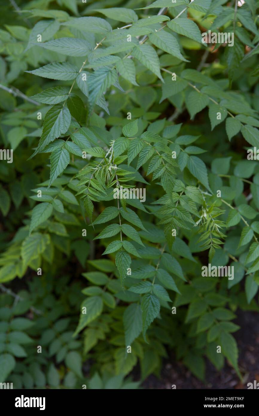 Rubus cockburnianus hi-res stock photography and images - Alamy