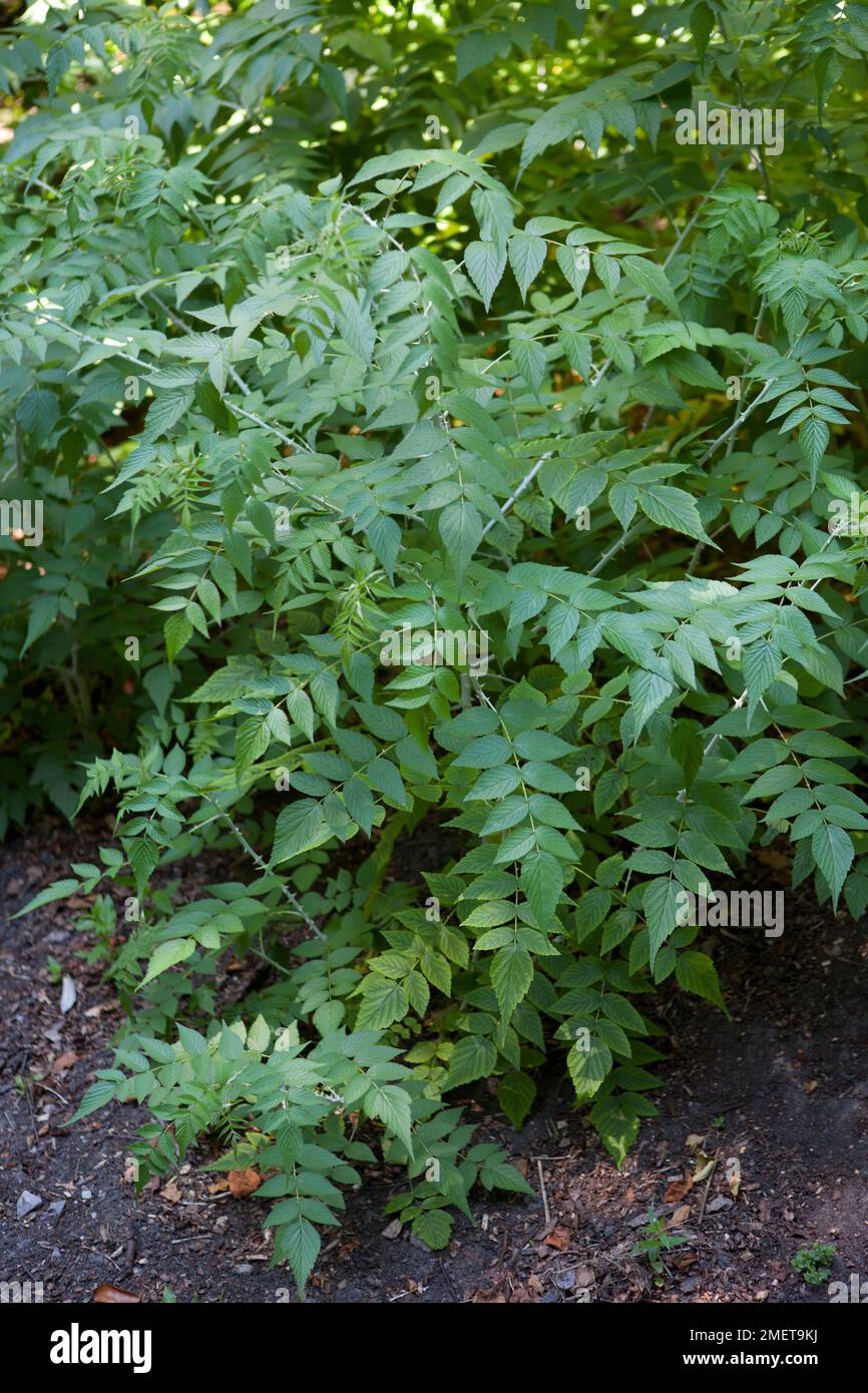 Rubus cockburnianus hi-res stock photography and images - Alamy