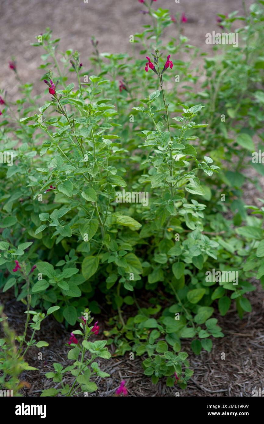 Salvia 'Dyson's Crimson' Stock Photo - Alamy