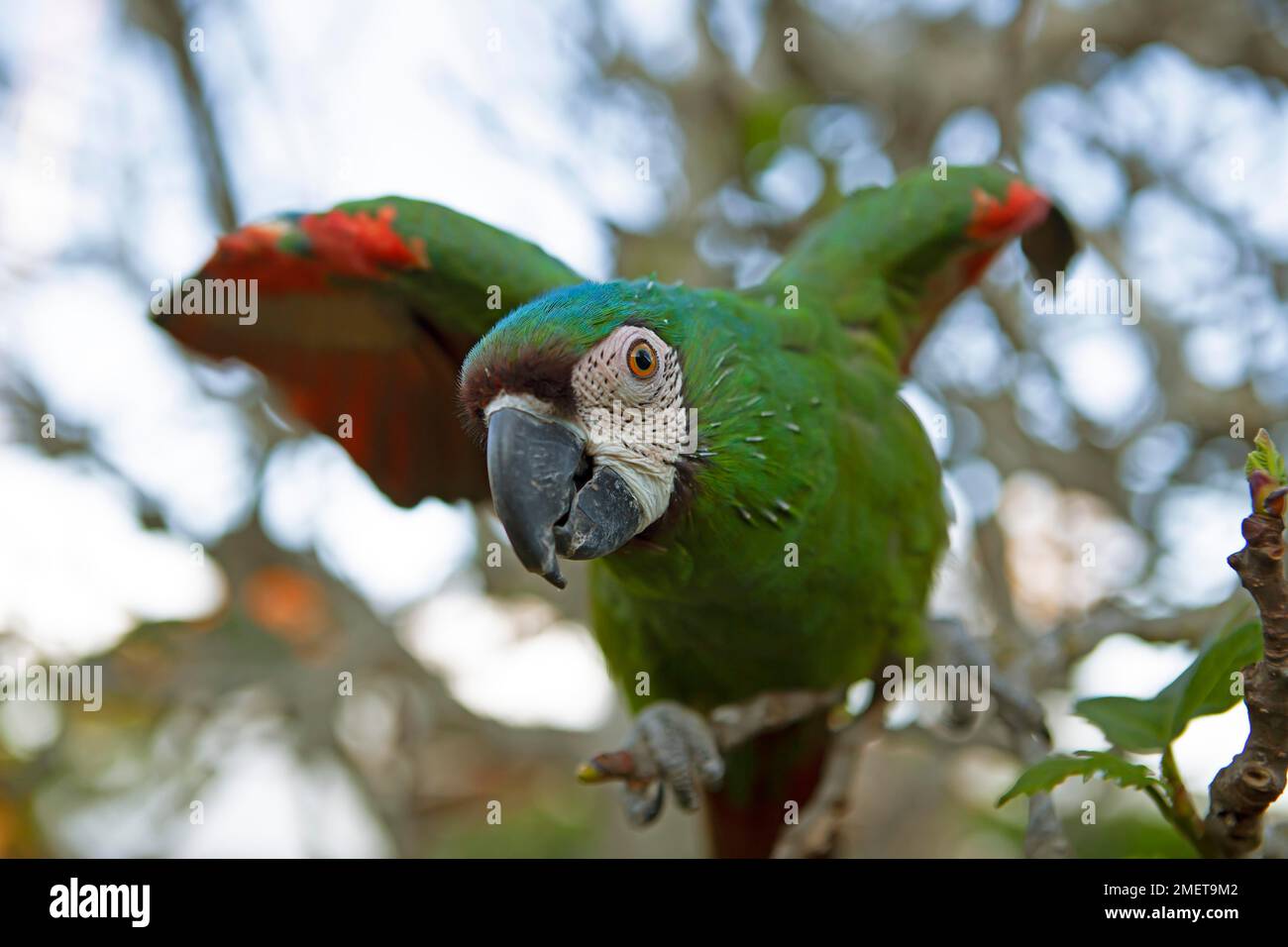 Red Bugara (Ara severa) spreads its wings and looks at the camera ...