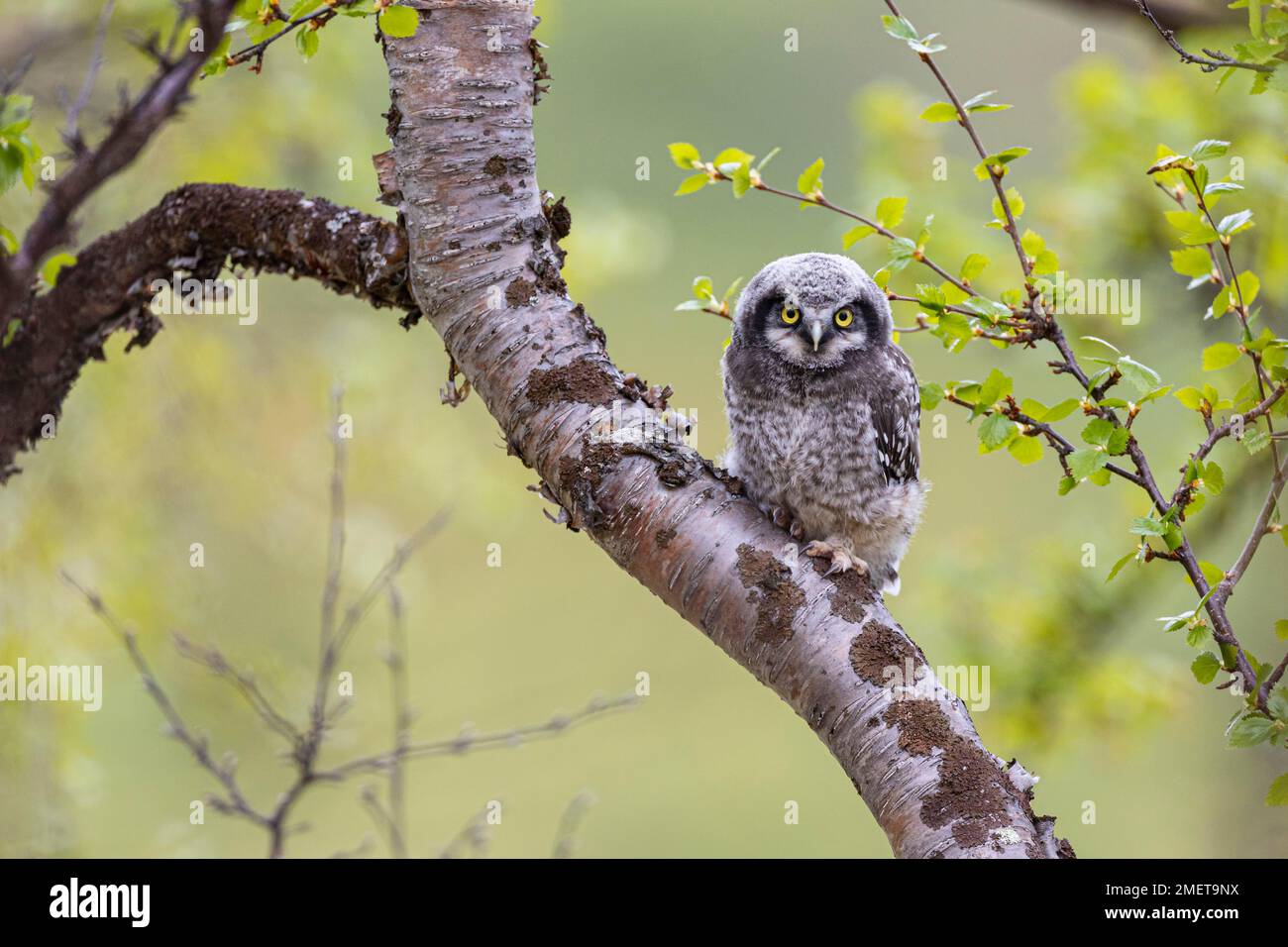 Northern hawk owl (Surnia ulula), branchling, Varanger, Finnmark ...