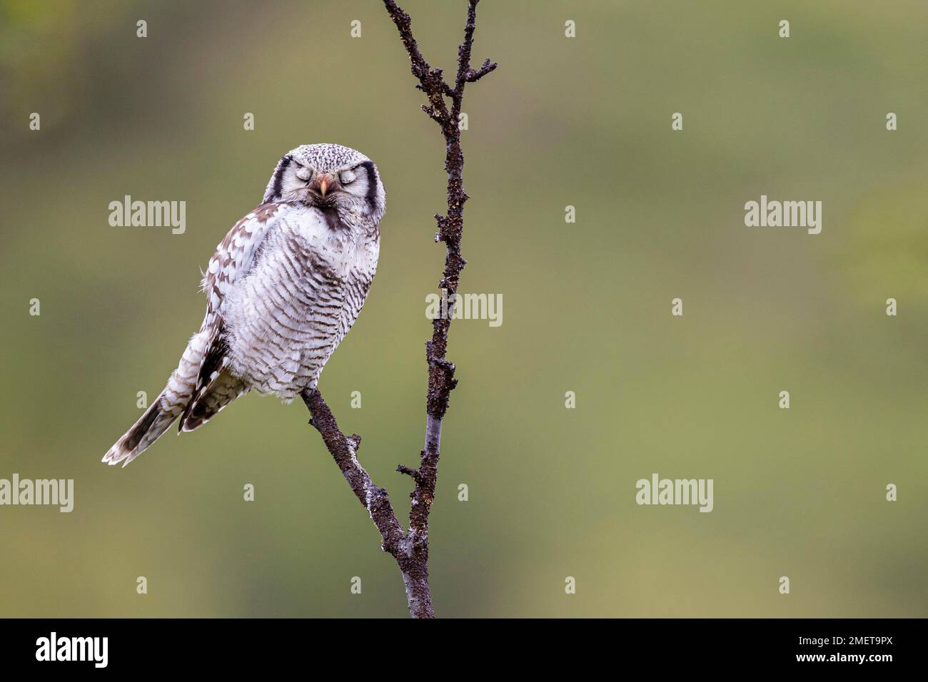 Northern hawk owl (Surnia ulula), adult sitting on a branch with closed ...