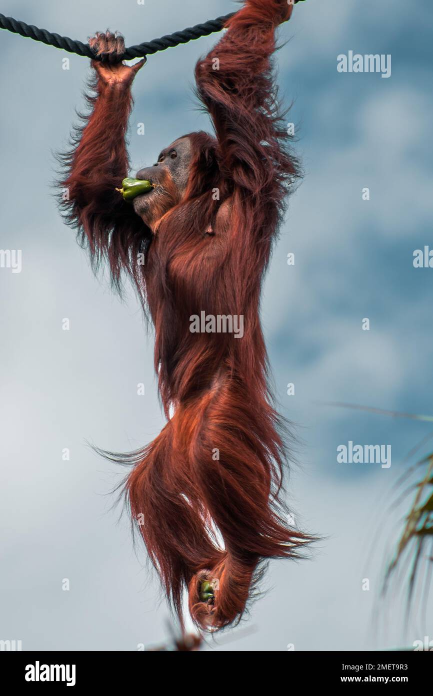 A vertical low angle shot of an orange orangutan hanging on a rope ...