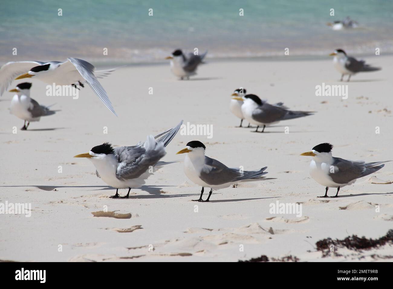 terns at rottnest island (australia Stock Photo - Alamy