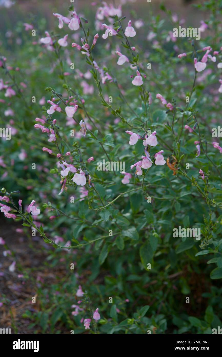 Salvia greggii 'Stormy Pink' Stock Photo - Alamy