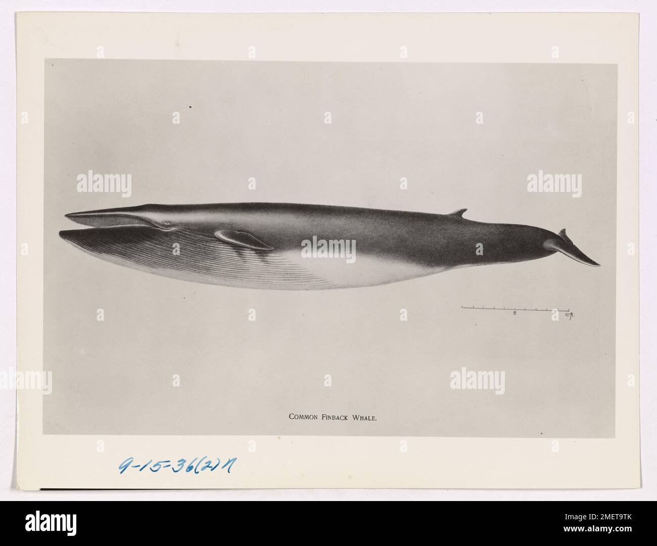 Whales anatomy hi-res stock photography and images - Alamy