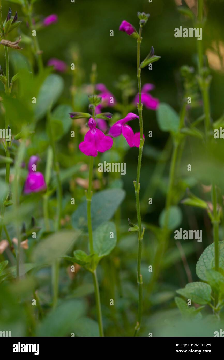 Salvia microphylla 'Pink Blush' Stock Photo - Alamy