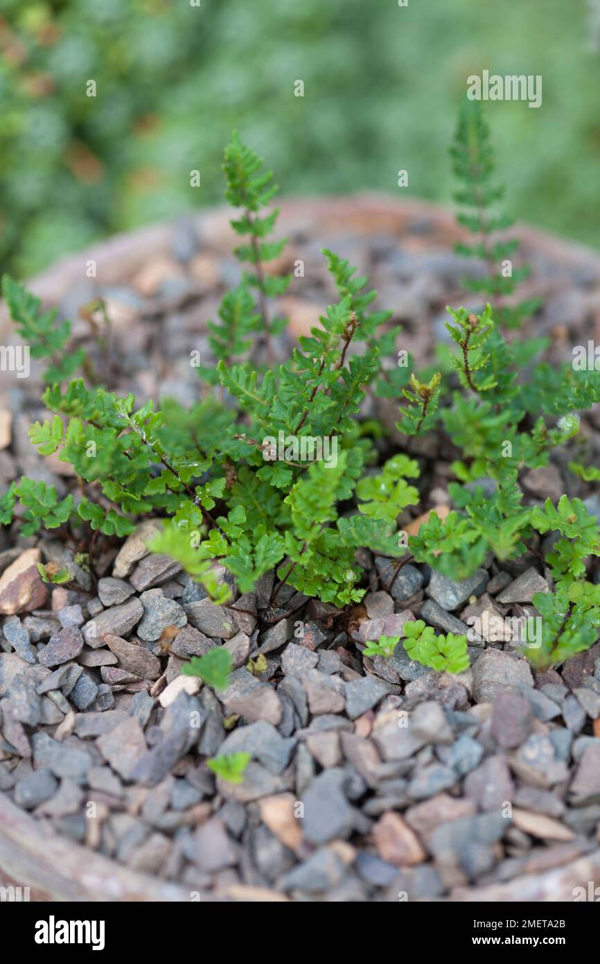 Cheilanthes hi-res stock photography and images - Alamy