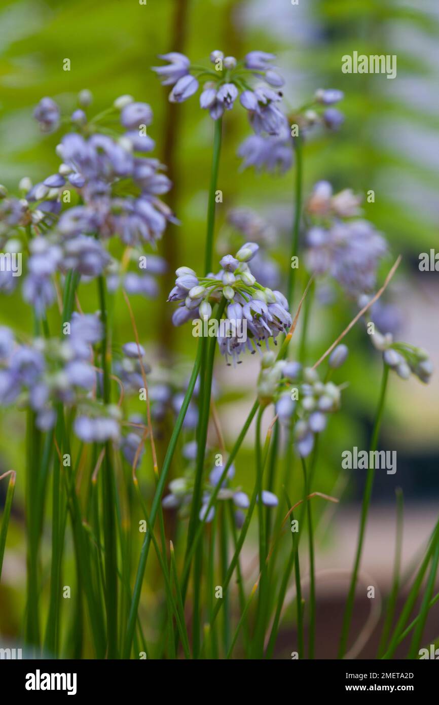 Sikkimense hi-res stock photography and images - Alamy