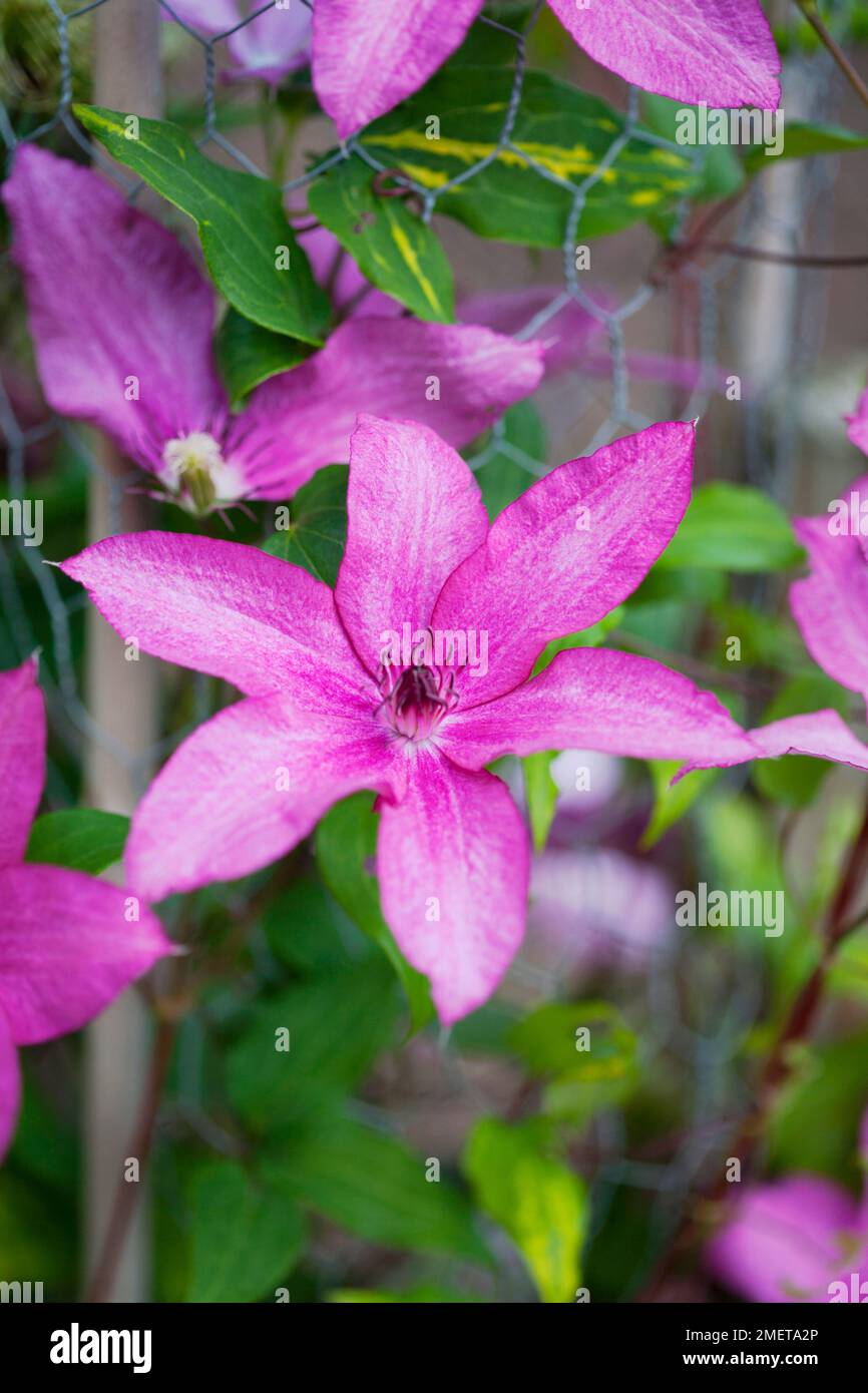Clematis barbara hi-res stock photography and images - Alamy