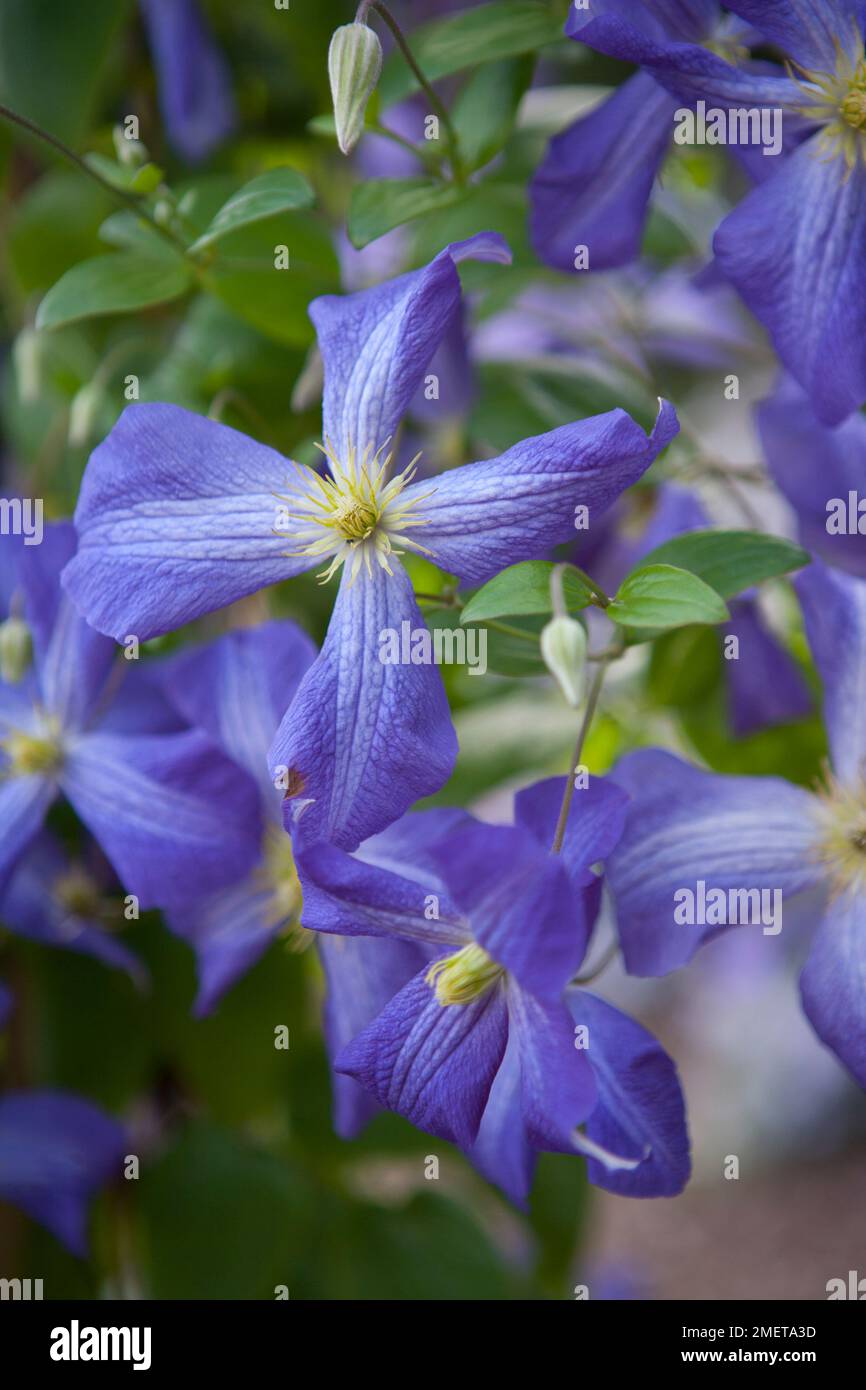 Jenny blue hi-res stock photography and images - Alamy