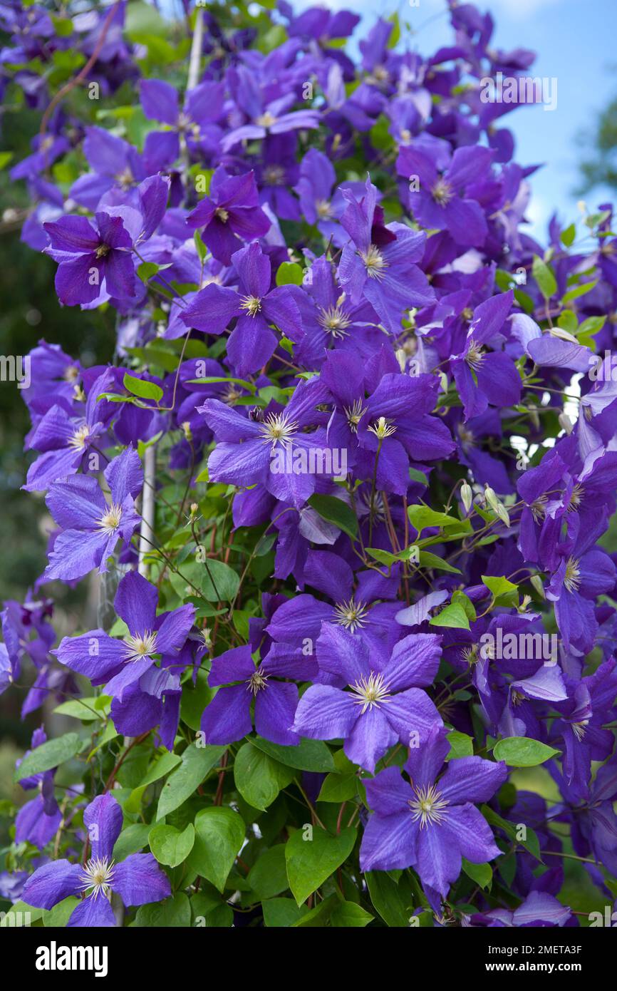 Clematis 'Jackmanii Superba' Stock Photo - Alamy