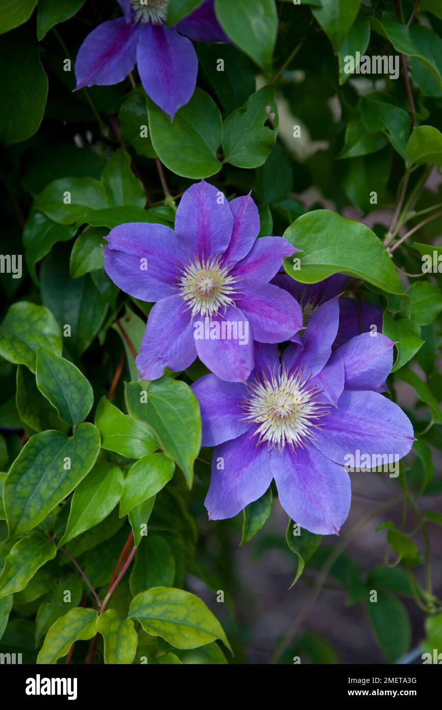 Clematis 'Kinju Atarashi' Stock Photo - Alamy