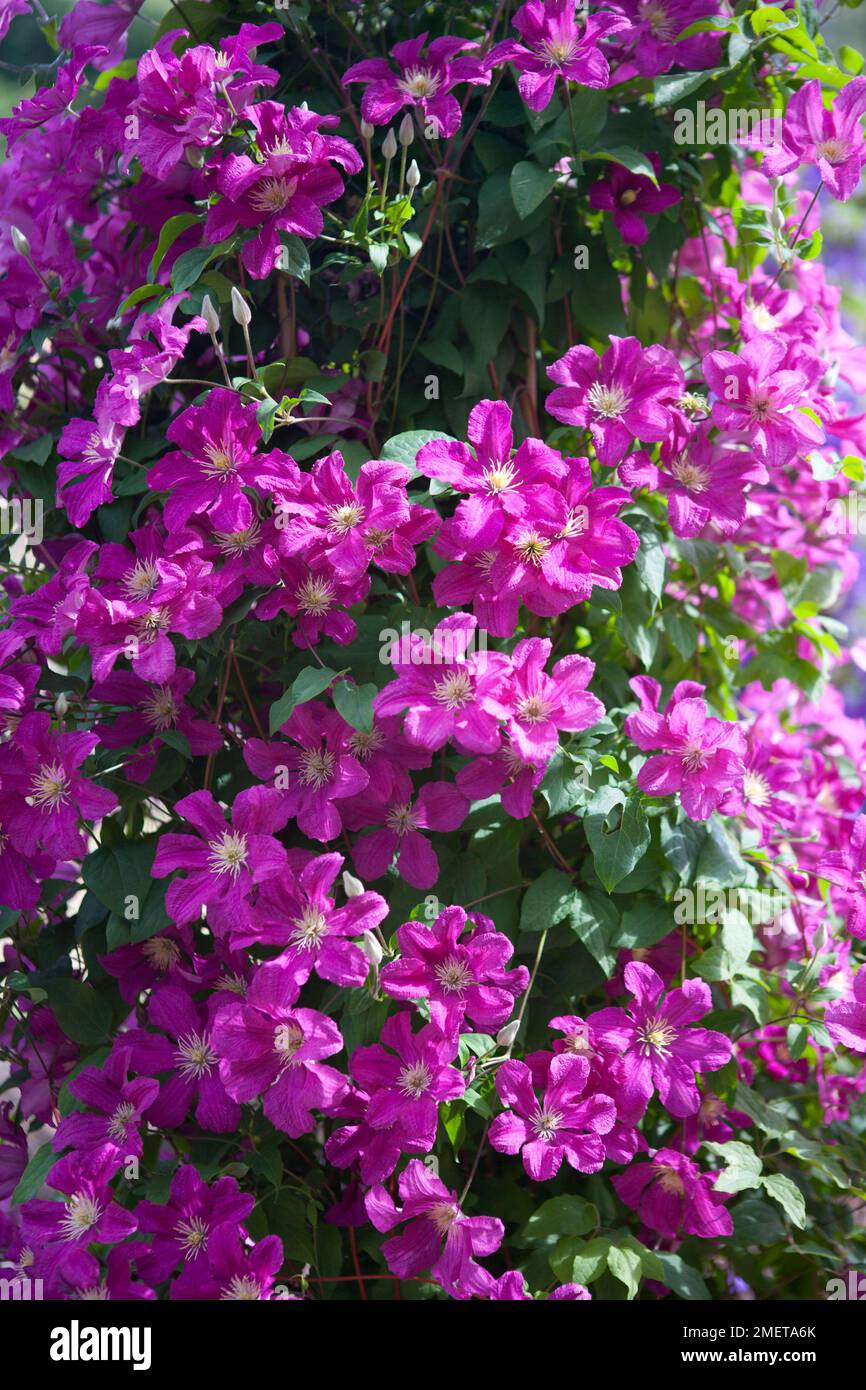 Clematis remembrance hi-res stock photography and images - Alamy