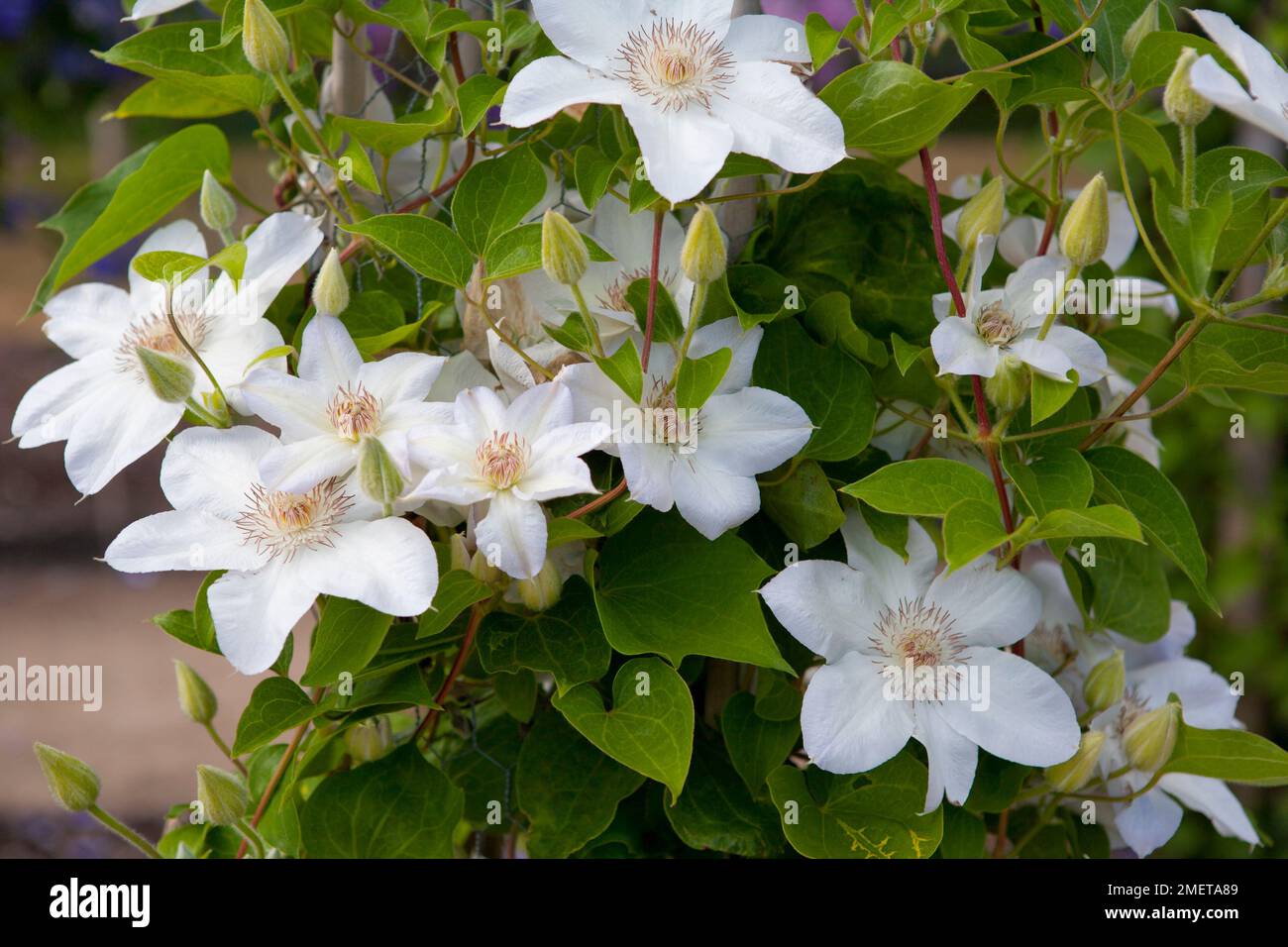 Valge daam hi-res stock photography and images - Alamy