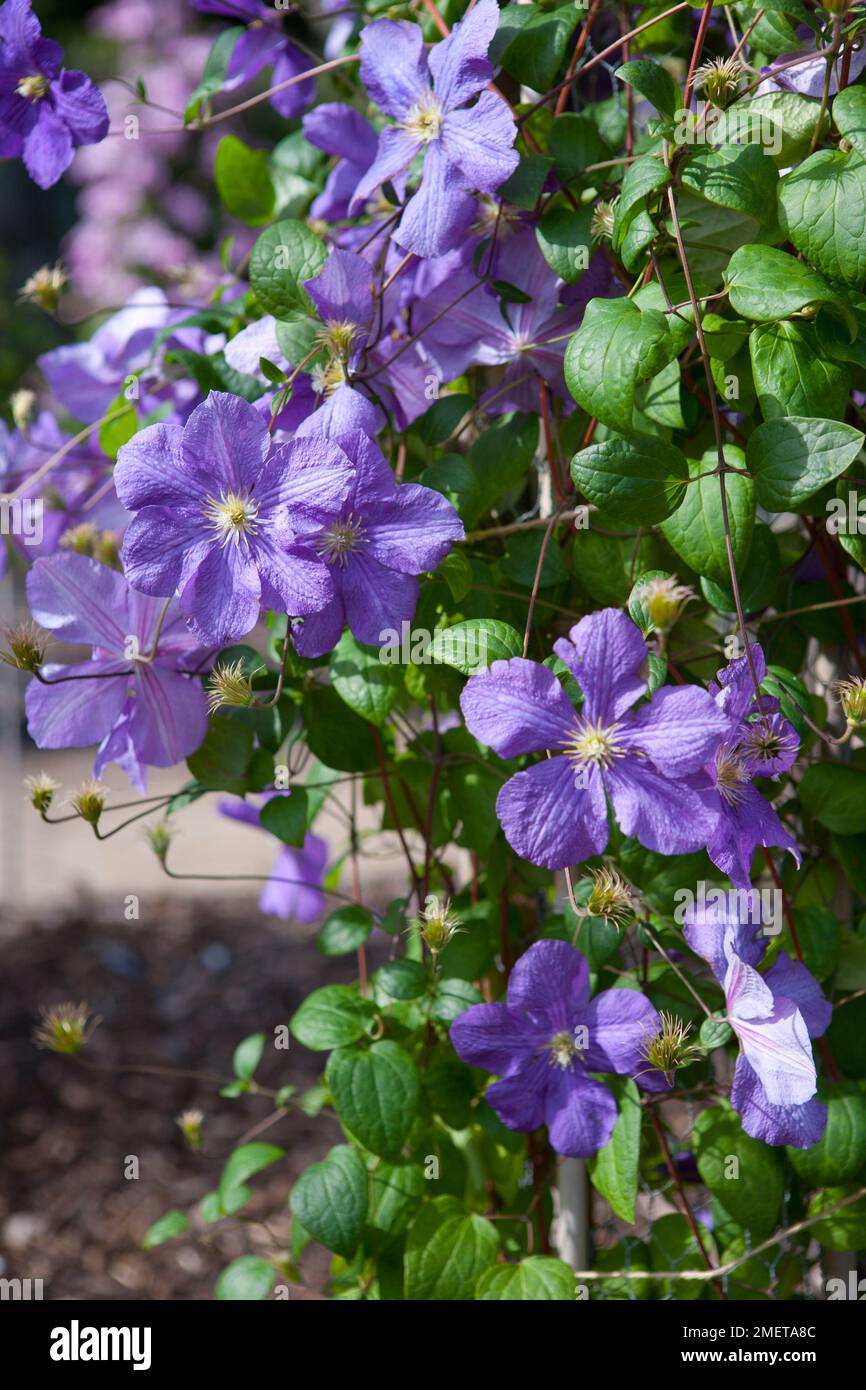 Victoria garden leaf image hi-res stock photography and images - Alamy