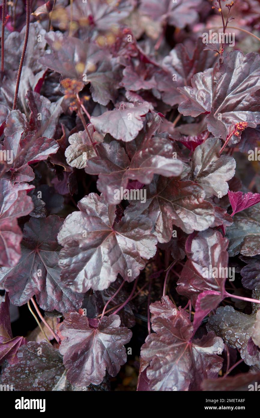 Midnight rose flower hi-res stock photography and images - Alamy