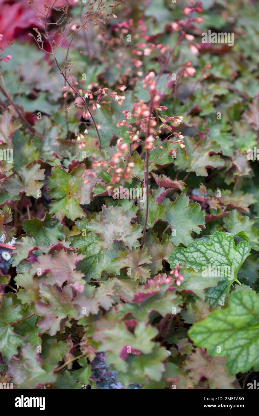 Ornamental fireworks hi-res stock photography and images - Alamy