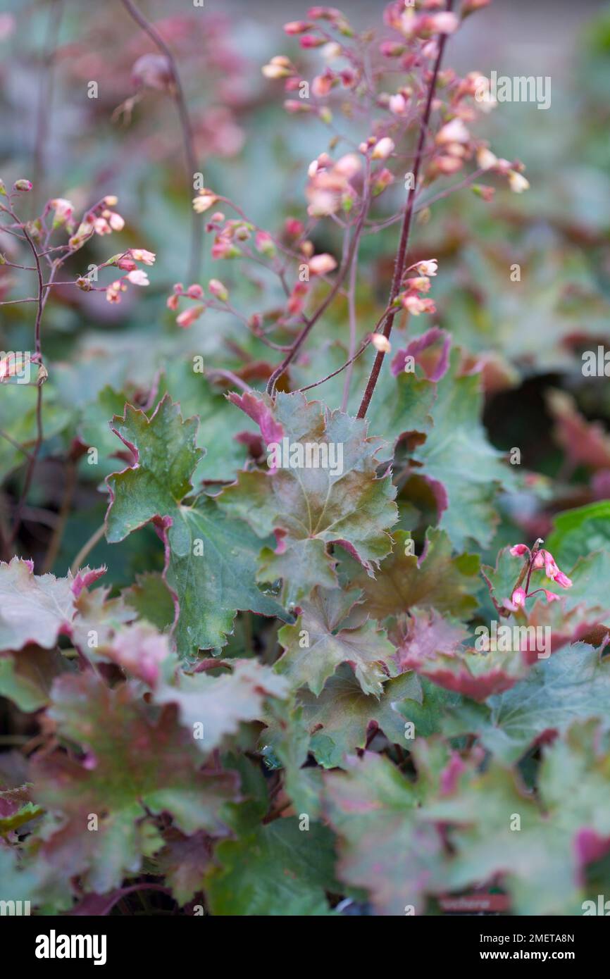 Ornamental fireworks hi-res stock photography and images - Alamy