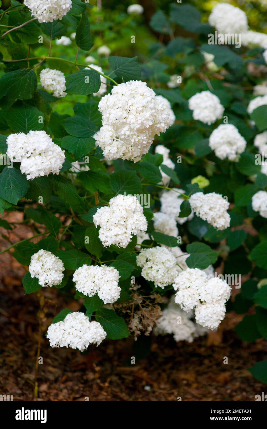 Hydrangea arborescens 'Grandiflora' Stock Photo - Alamy